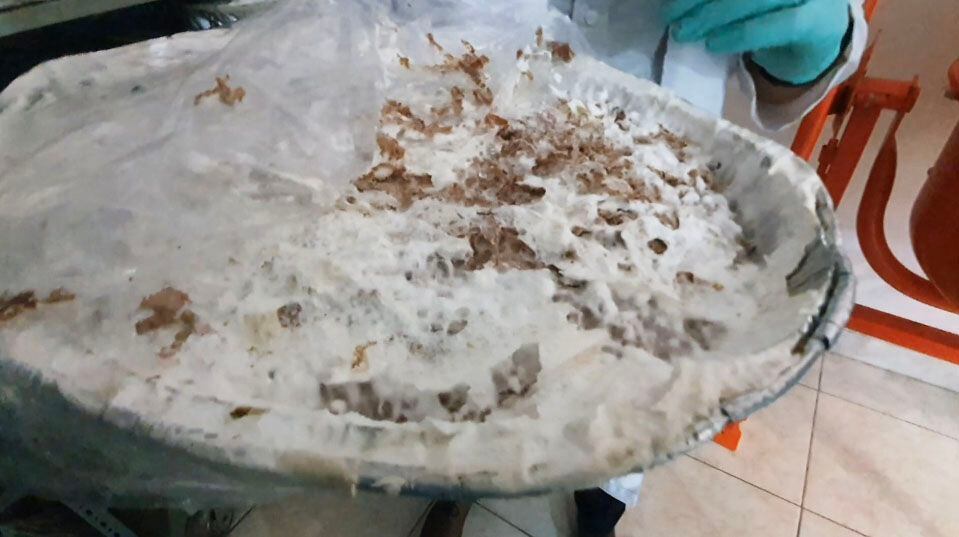 Hongos reishi se crían en Guayaquil para hacer embalajes biodegradables ...