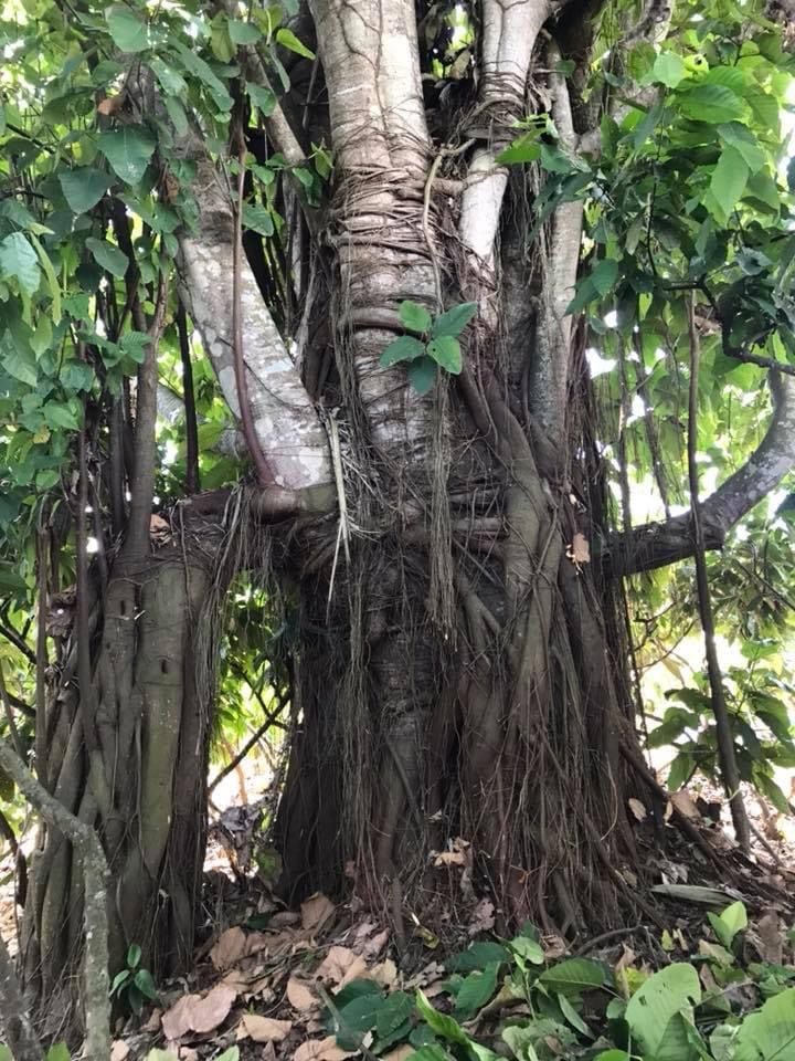 Tres gigantes montuvios: el pechiche, el matapalo y el achiote ...