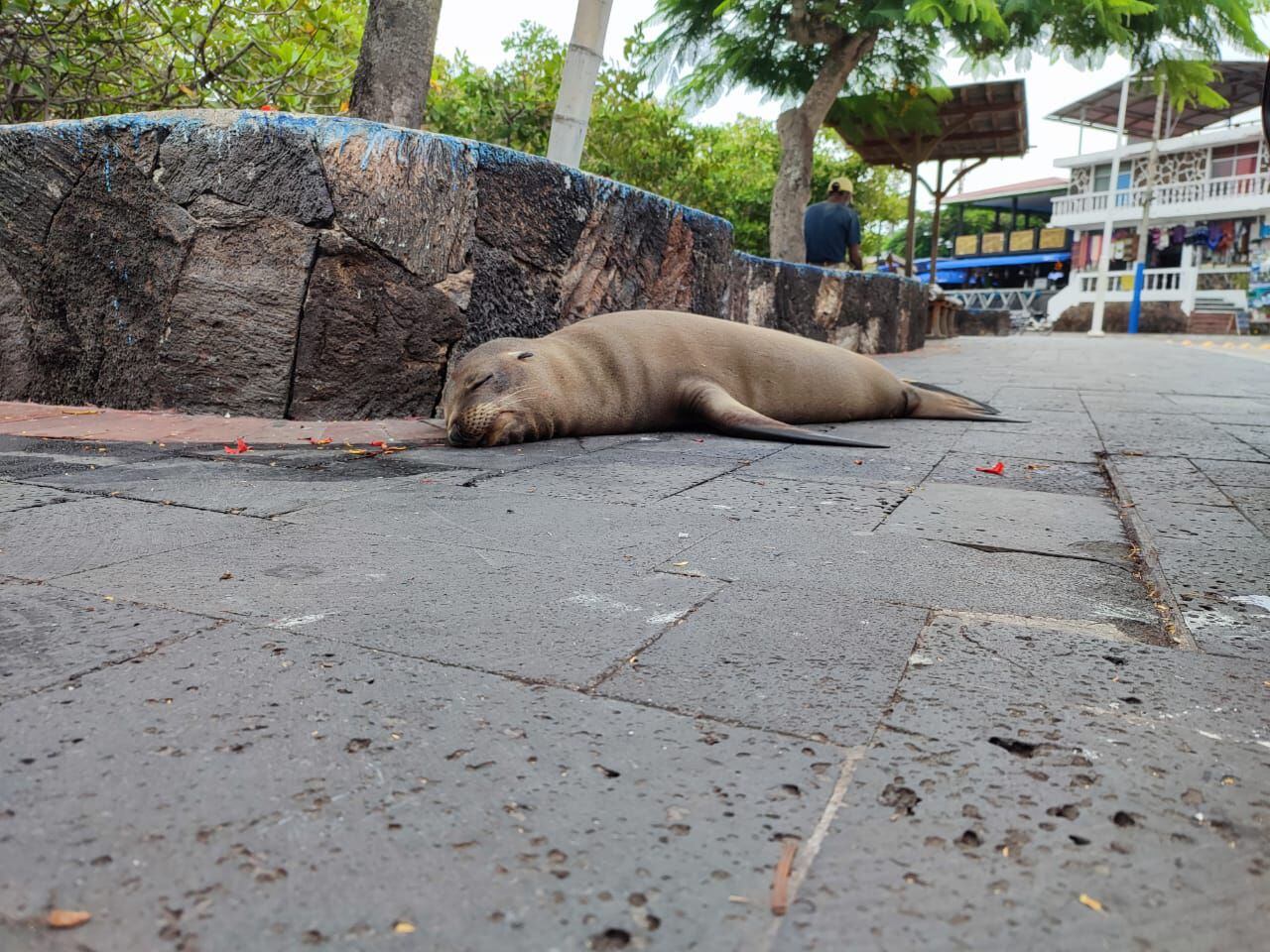 Países de Norteamérica y europeos estarían interesados en financiar ...