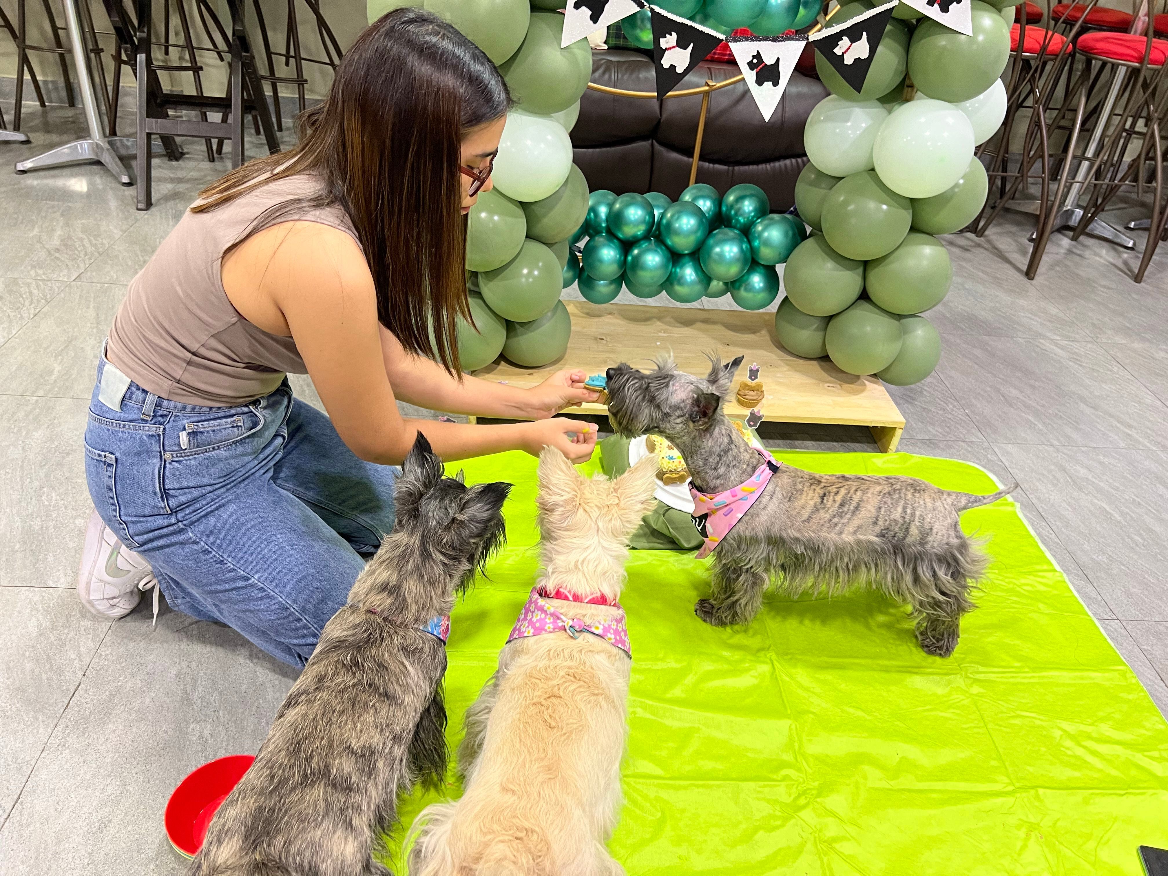 Postres y pasteles ‘pet friendly’, para los colmillos más dulces ...