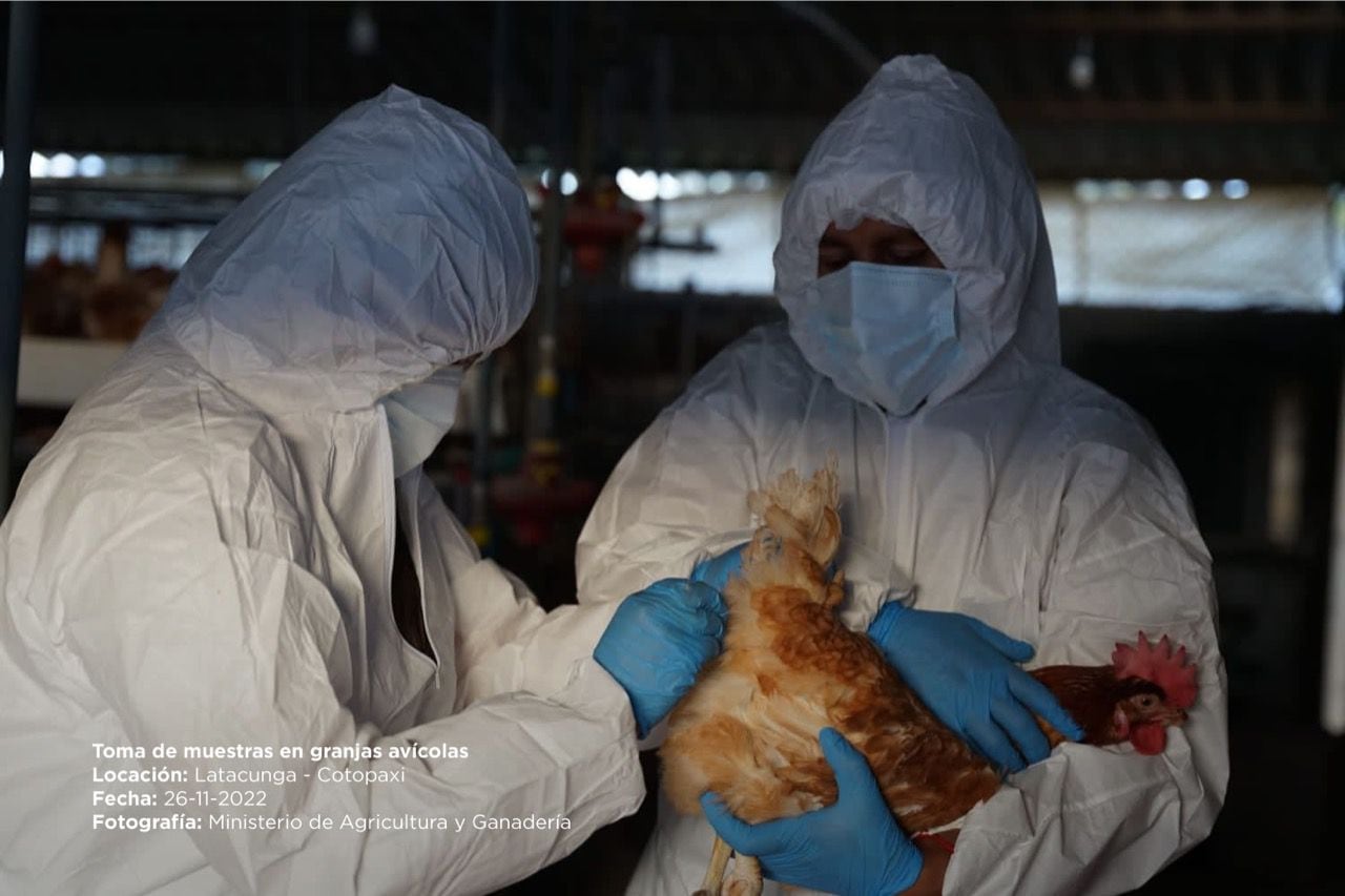 Cómo diferenciar gripe aviar en pollos y en humanos | Salud | La ...