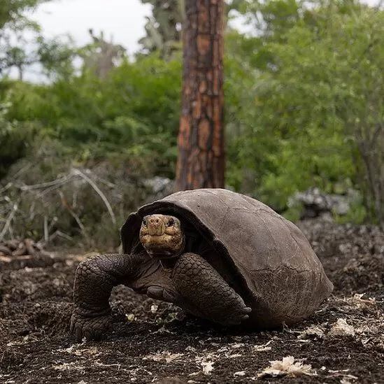 Confirman que Fernanda, la tortuga “fantástica” de Galápagos, pertenece ...