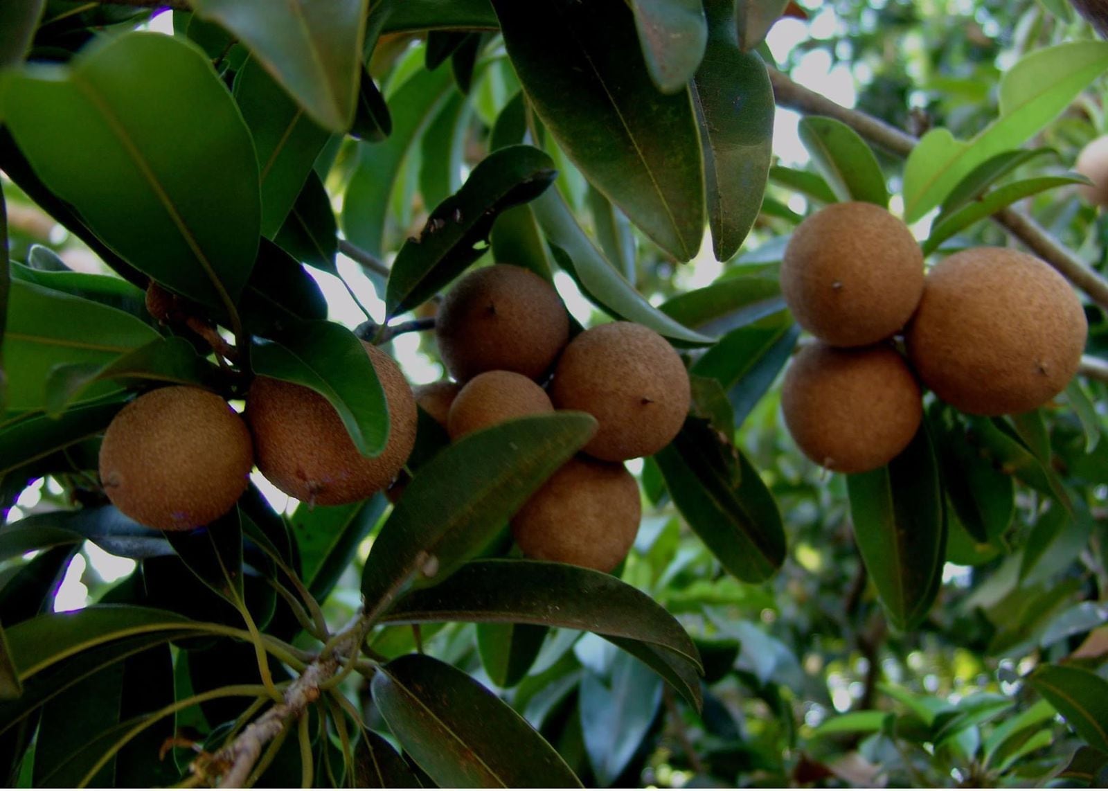 ¿Sabía que la palabra ‘chicle’ tiene su origen en los mayas? Conozca la ...
