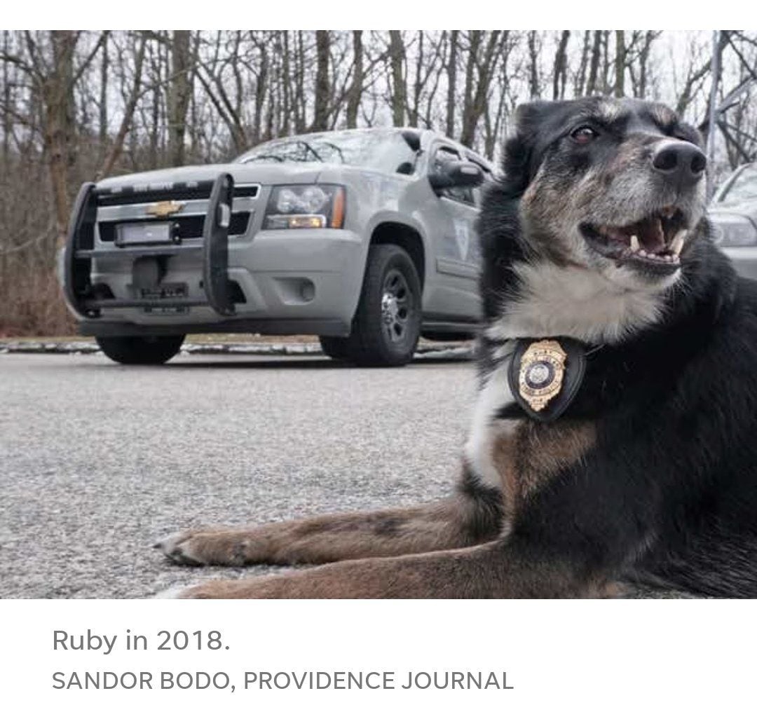 Ruby, la historia real de una perrita rescatada que nadie quería ...