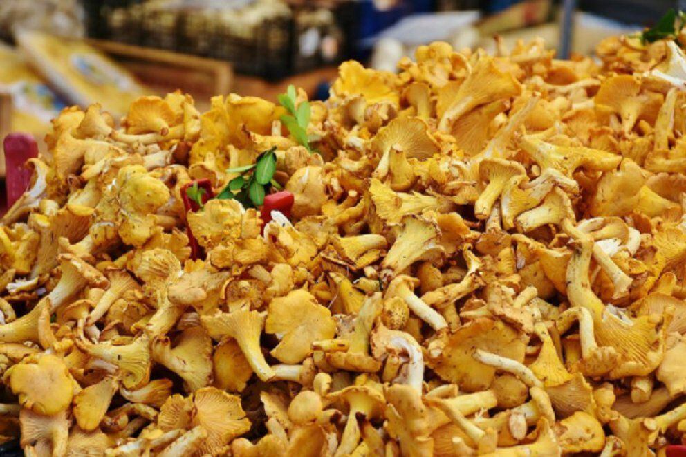 Los beneficios de comer hongos ¿Por qué se considera el alimento del ...