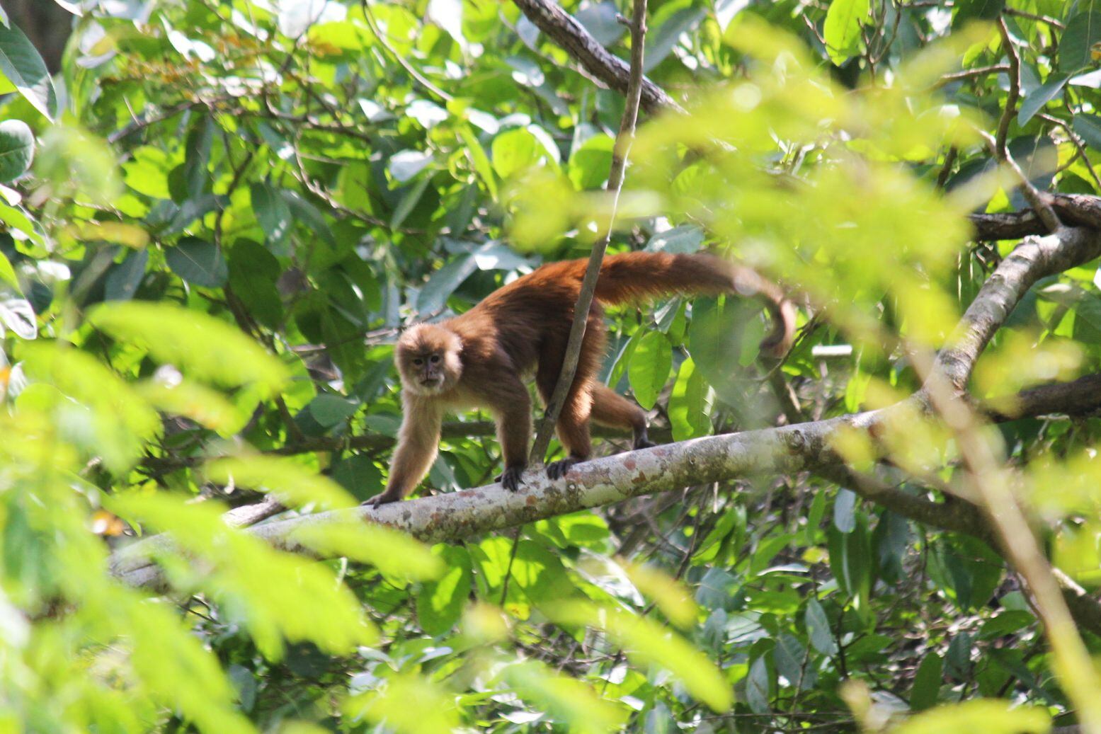 ¿Sobreviven los jaguares y pumas en la cordillera Chongón Colonche, que ...
