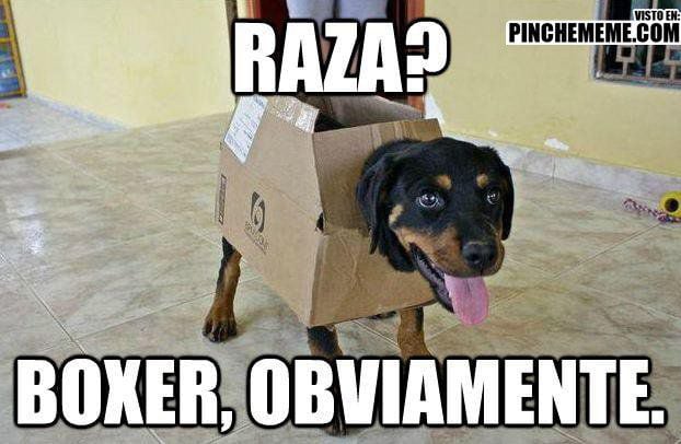Hoy es el Día del Perro: estos son los 10 memes más divertidos y ...